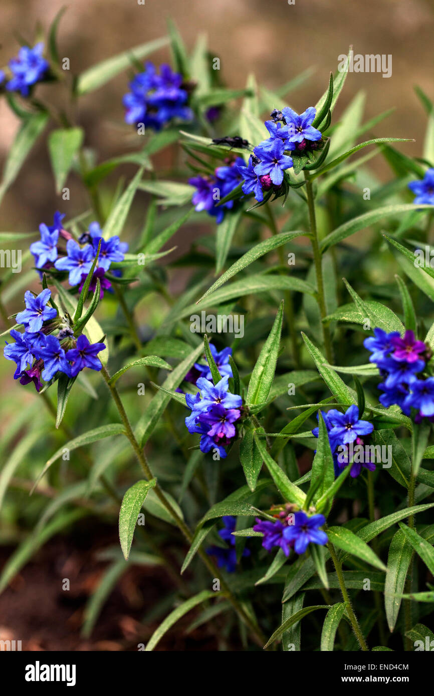 Gromwell plant hi-res stock photography and images - Alamy