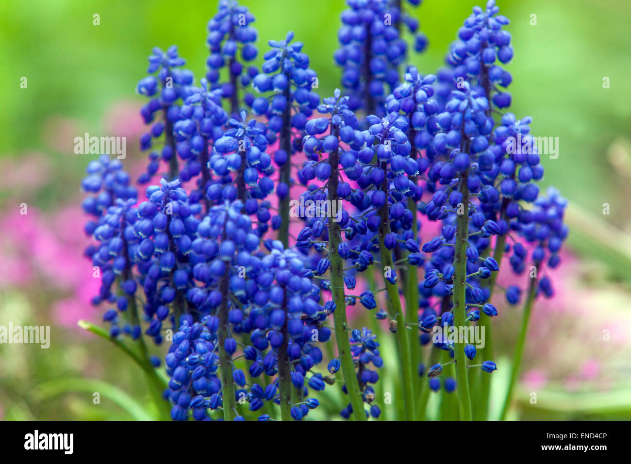 Muscari armeniacum Grape Hyacinth Stock Photo - Alamy