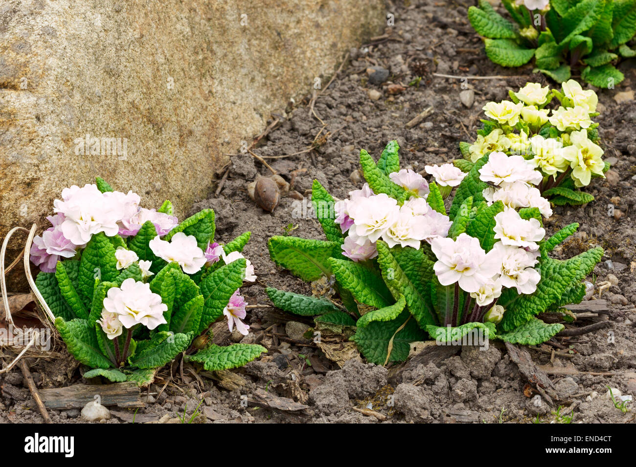 Horizontal image primrose hi-res stock photography and images - Alamy