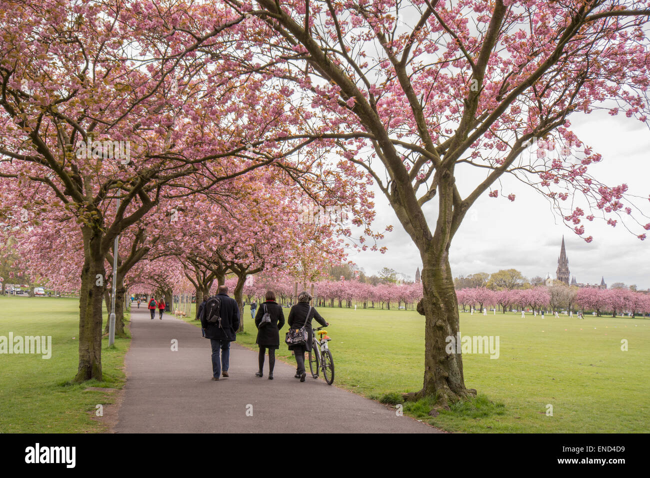 People walking through The Meadows public park in Edinburgh beneath ...