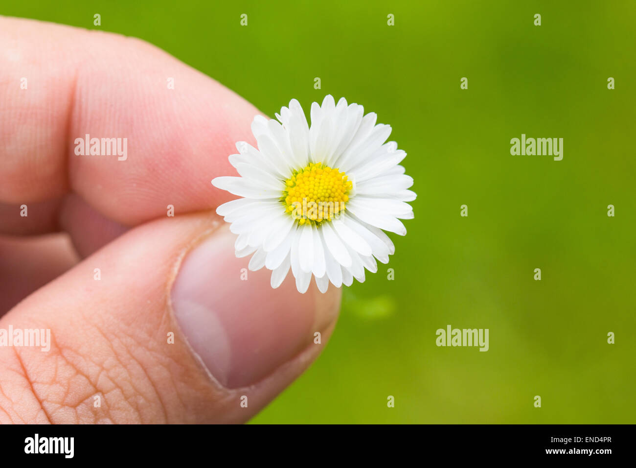 Daisy Between Fingers Macro With Green Background Stock Photo - Alamy