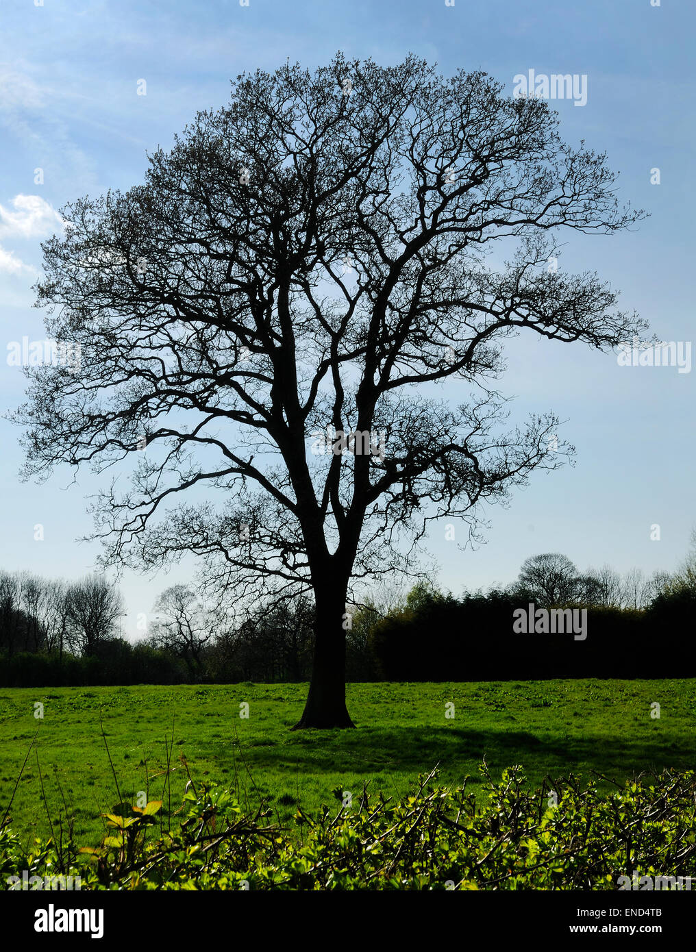tree in landscape Stock Photo - Alamy