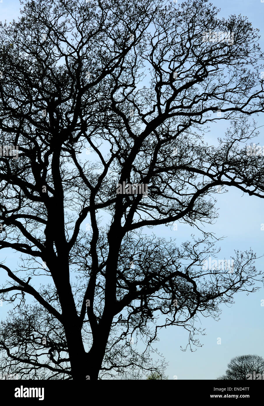 tree in landscape Stock Photo - Alamy