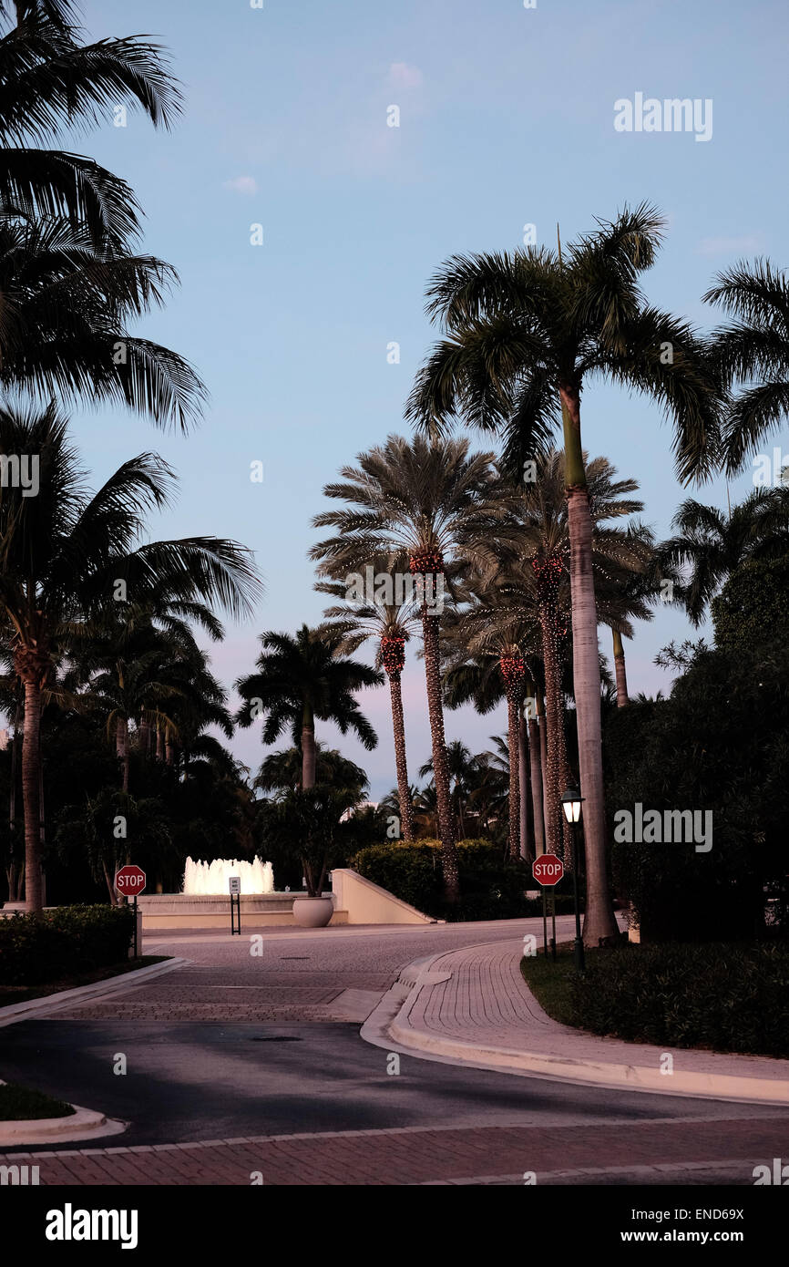 Country road with palm trees hi-res stock photography and images - Alamy