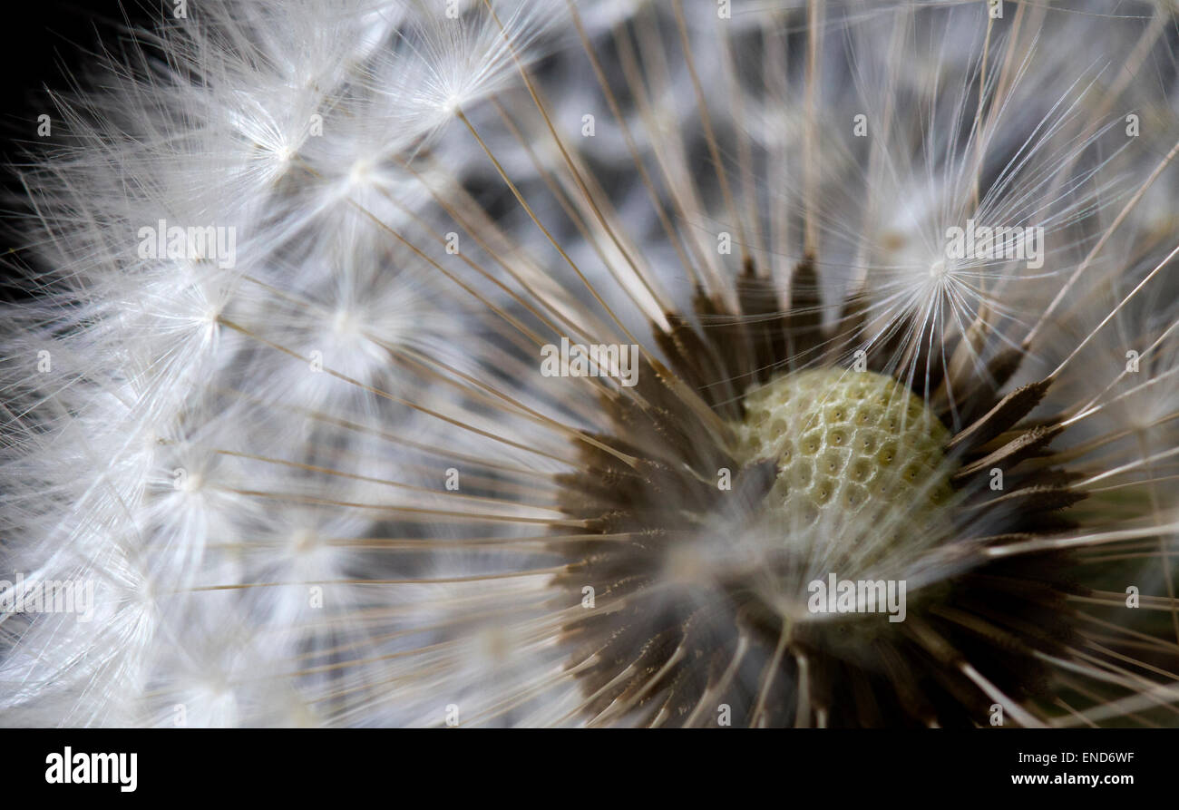 Floating seeds hi-res stock photography and images - Alamy