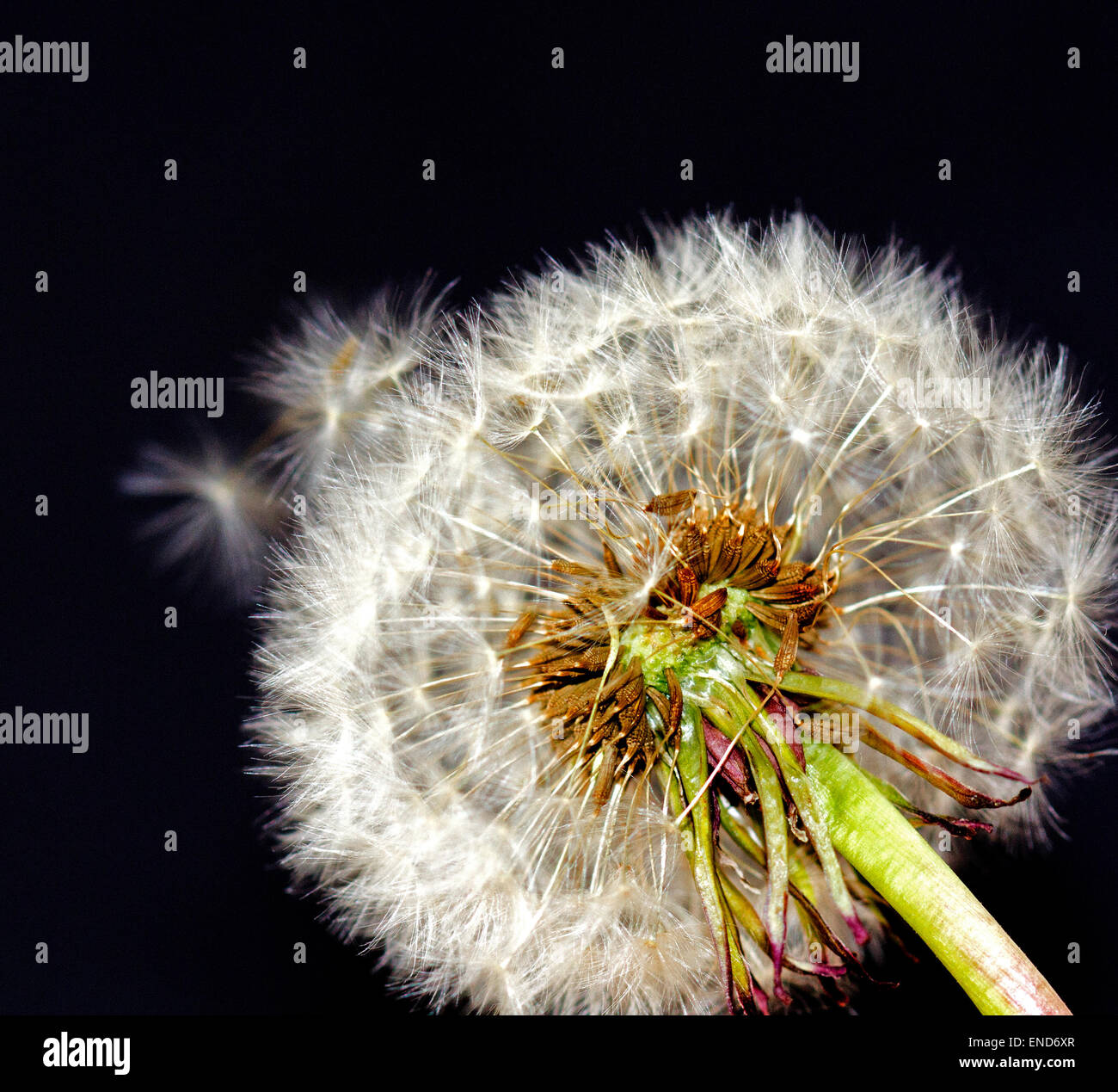 Floating seeds hi-res stock photography and images - Alamy