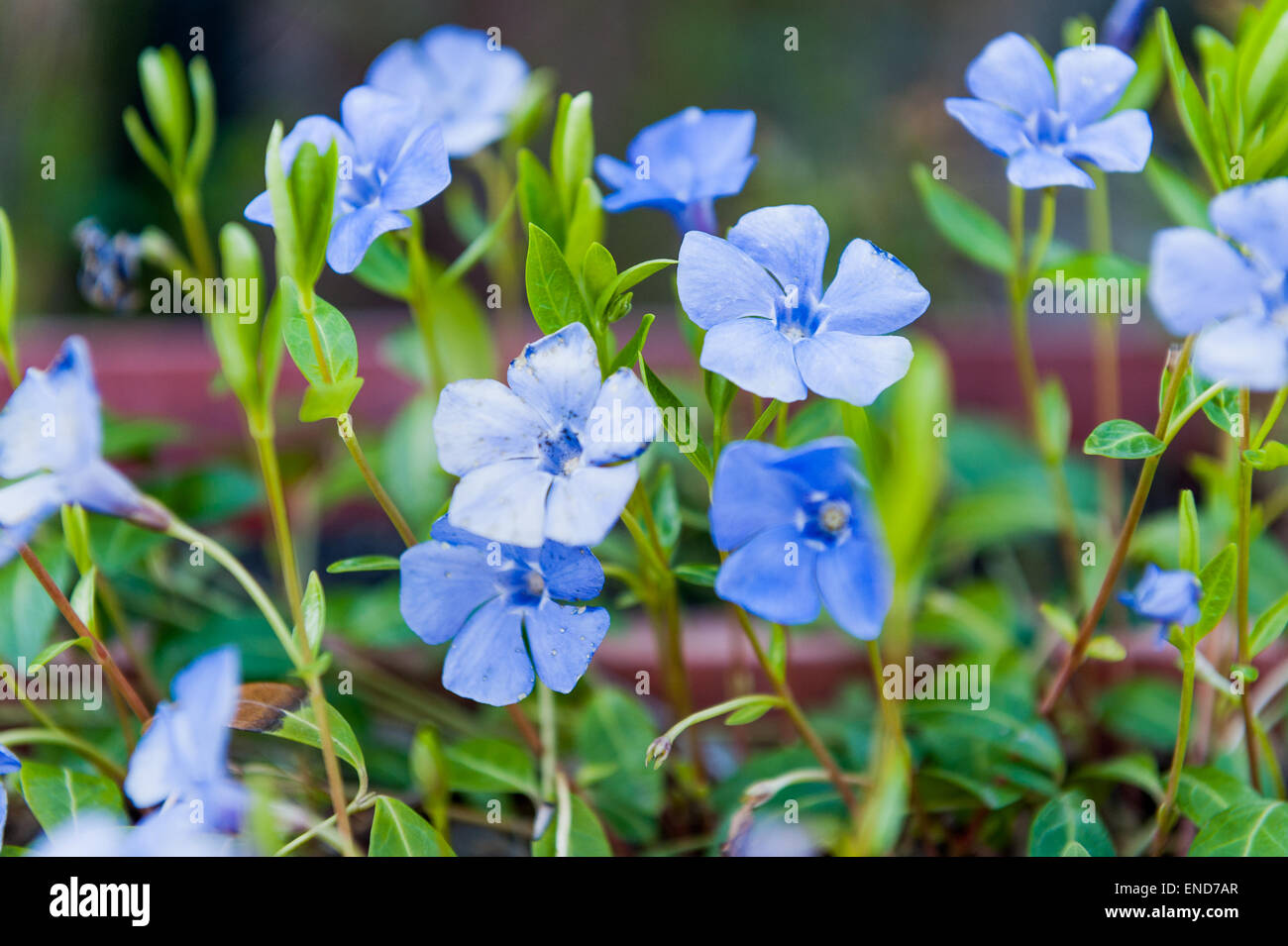 Blue small flowers Stock Photo - Alamy
