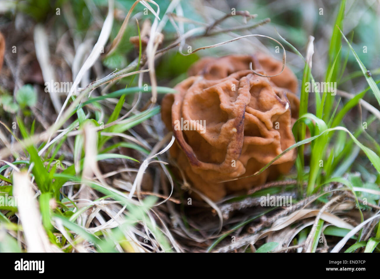 Spring mushroom in the grass Stock Photo - Alamy