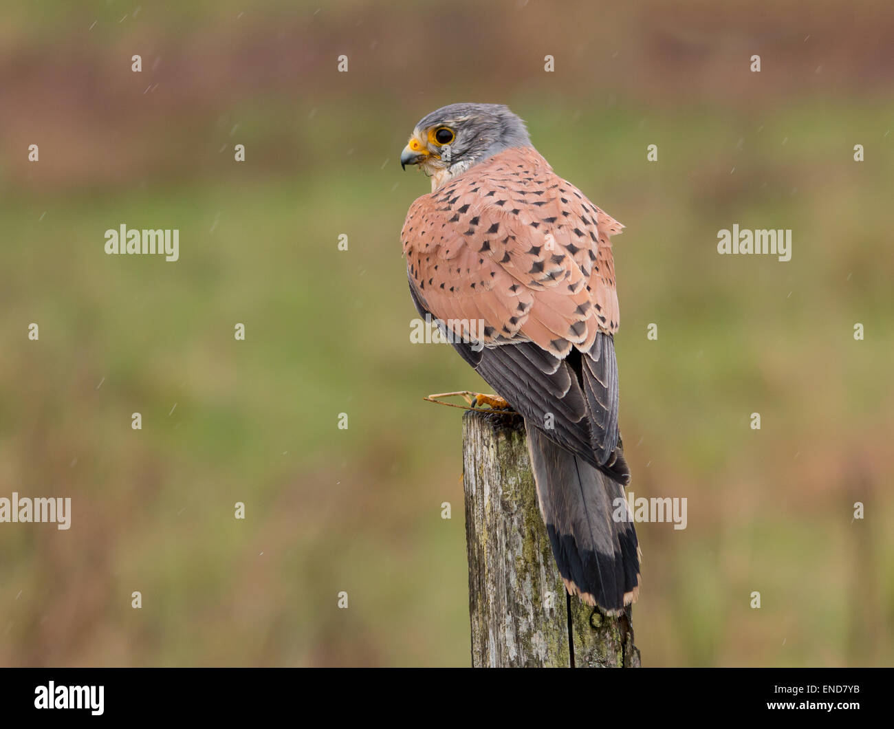 Raptor on fence hi-res stock photography and images - Alamy