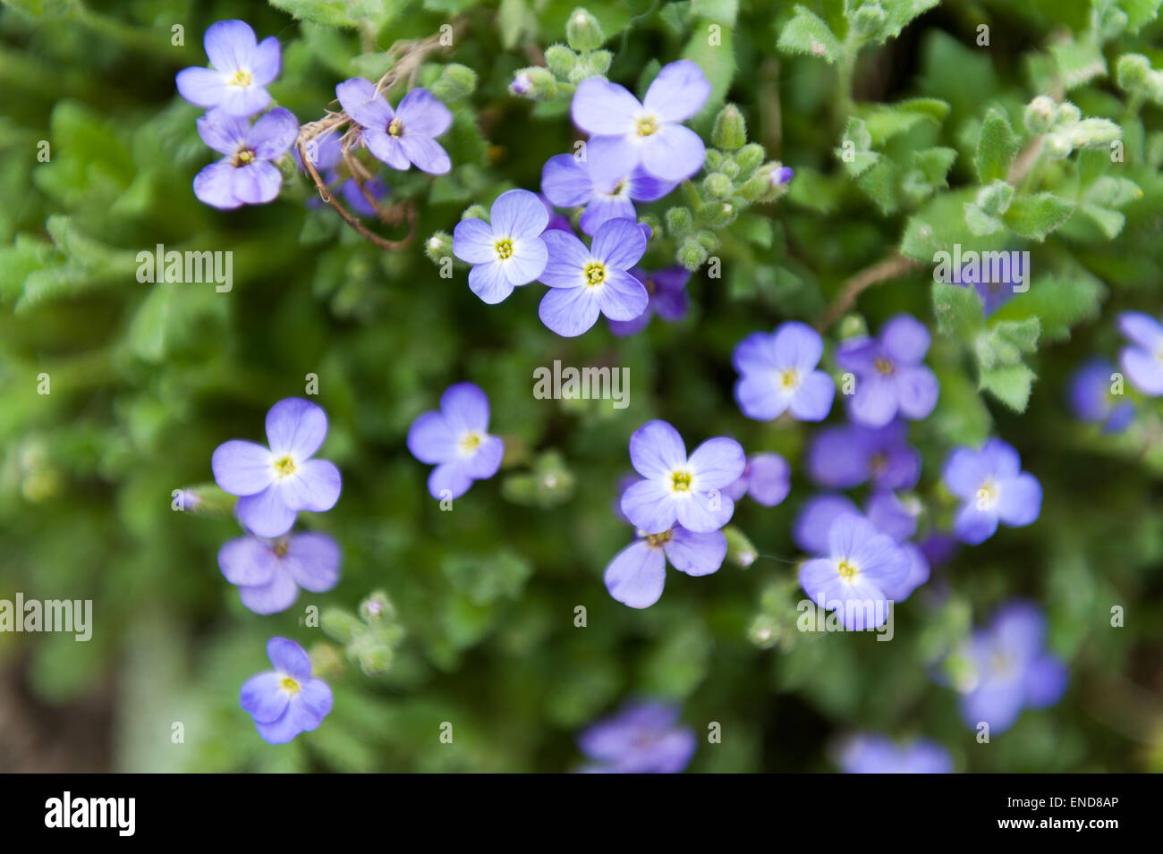 Small blue flower Stock Photo - Alamy