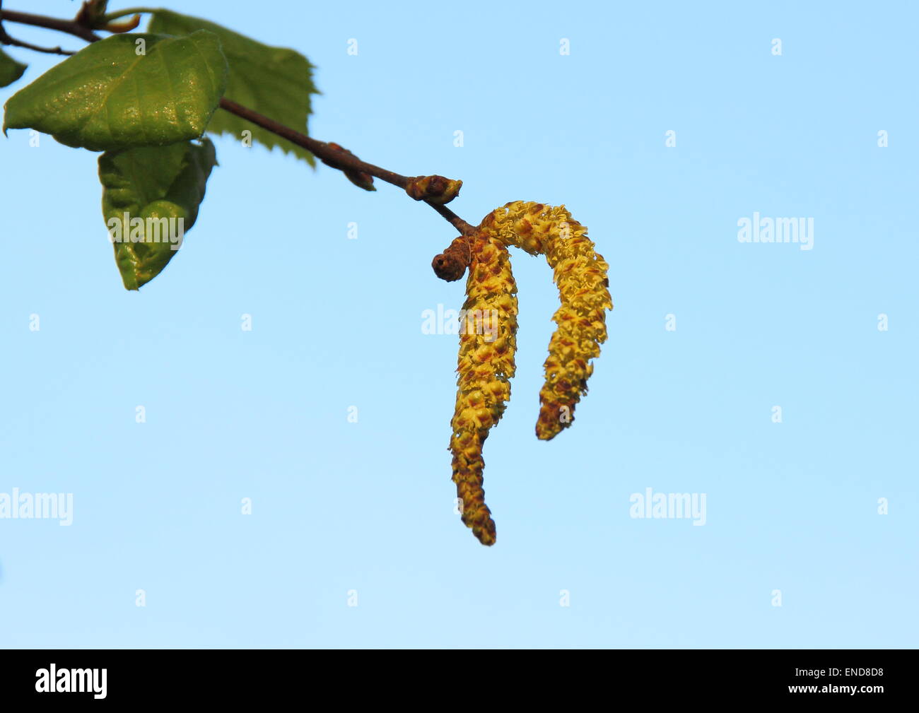 Spring pollen hayfever tree hi-res stock photography and images - Alamy