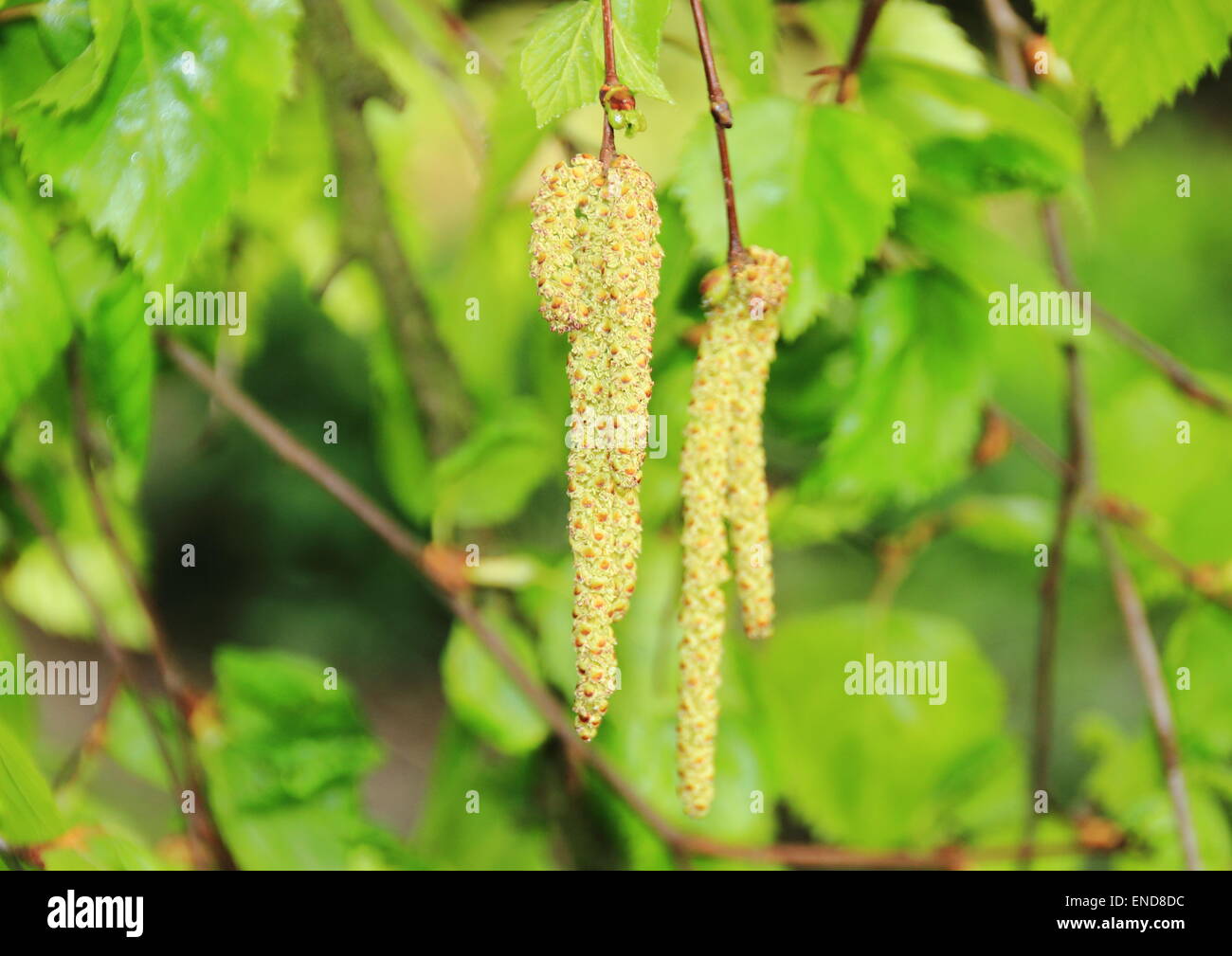 Pollen aments on birchtree in spring Stock Photo - Alamy