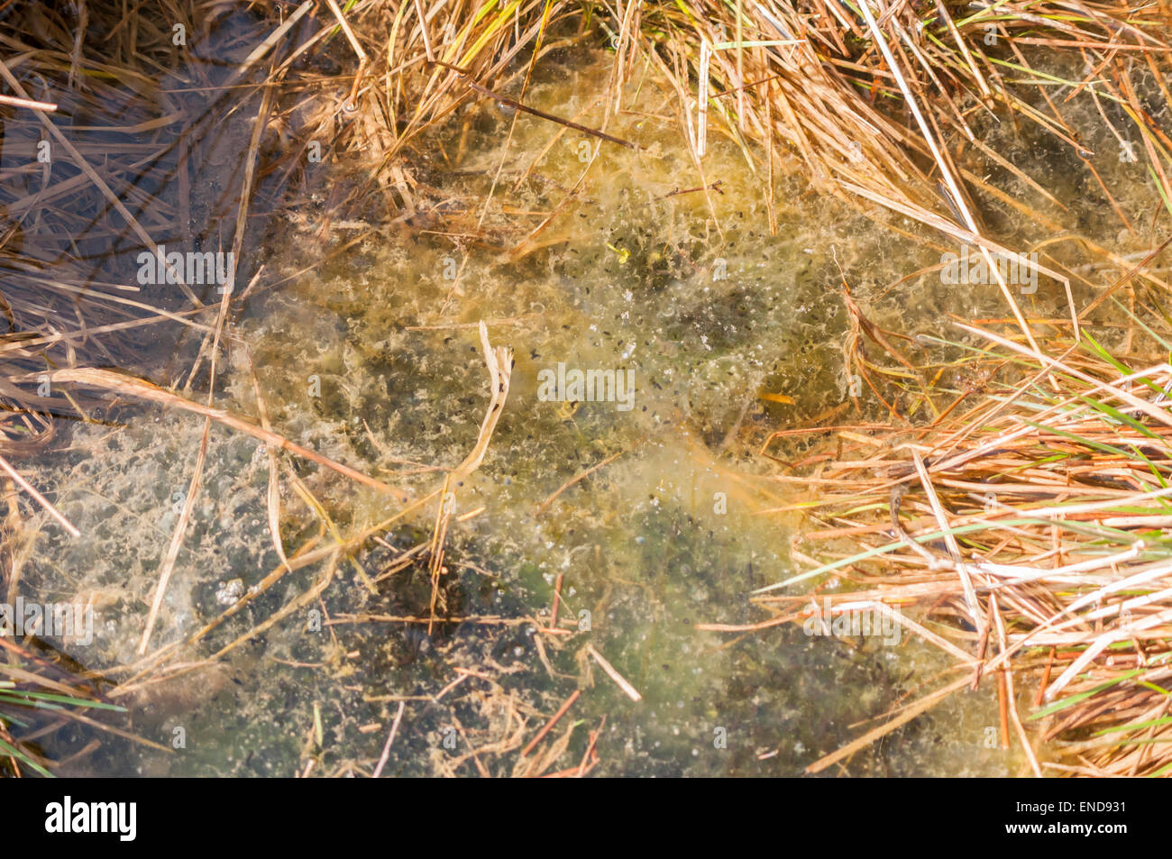 An image of frogspawn with air bubbles and tadpoles inside Stock Photo ...