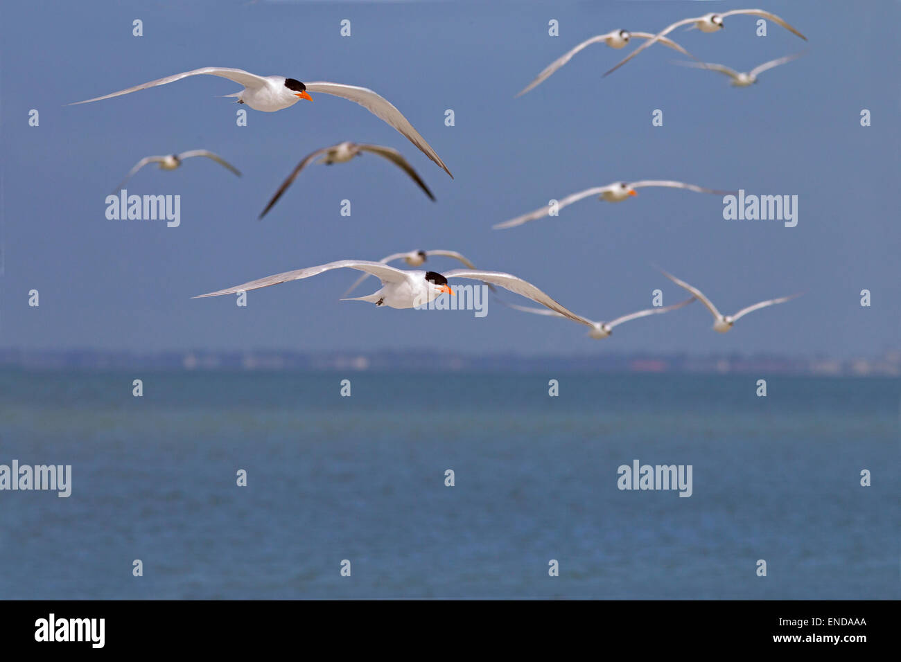Flock of Royal Terns Sterna maxima in Flight Fort Myers beach Florida ...