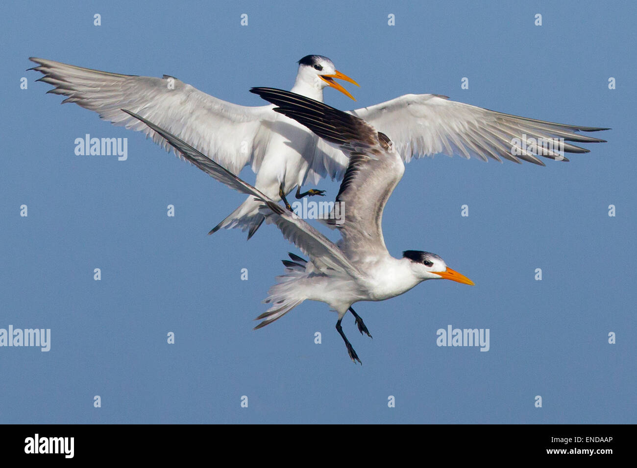 Royal Tern Sterna maxima in Flight squabbling Fort Myers beach Florida ...