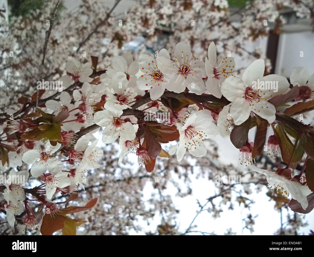 Closeup beautiful white cherry hi-res stock photography and images - Alamy