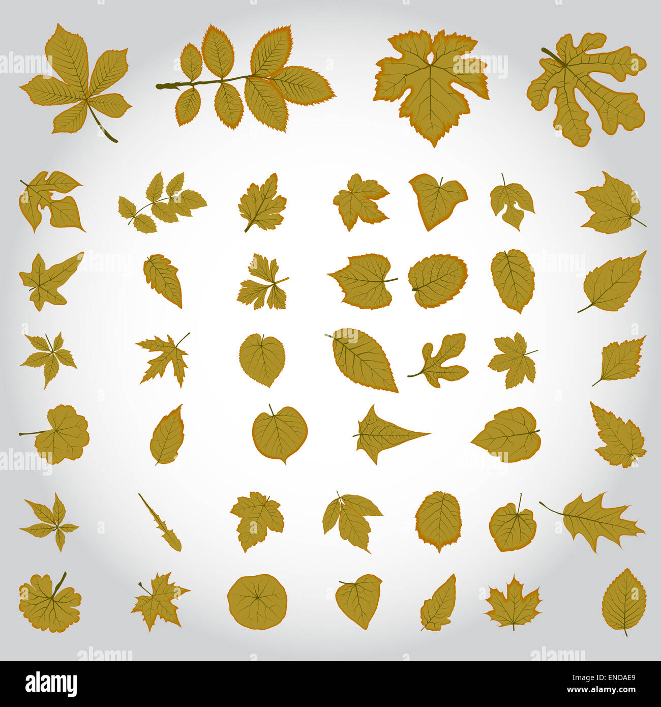 Leaf collection hi-res stock photography and images - Alamy
