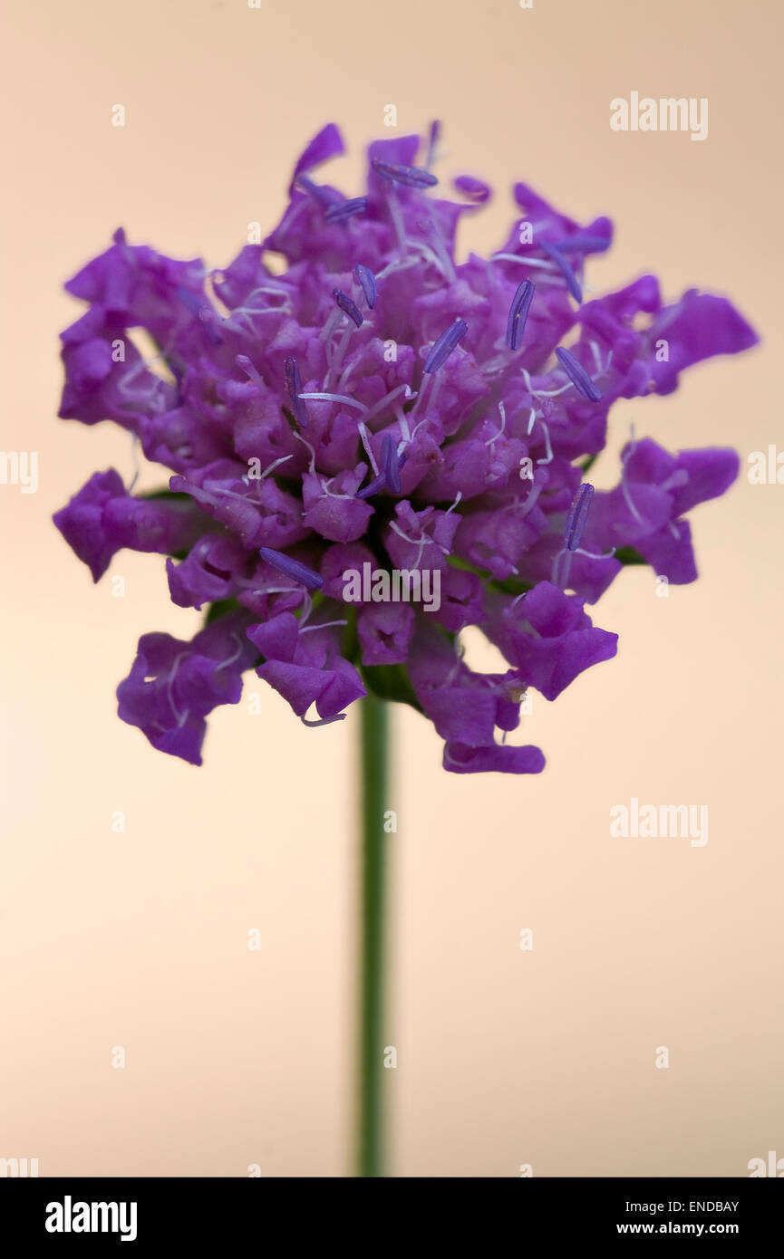 a violet flower dispsacacea labiate mentha aquatica scabioso Stock ...