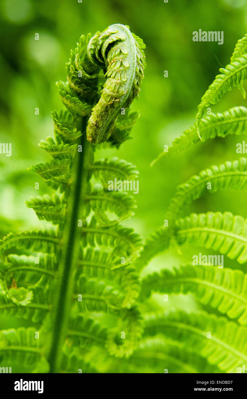Curly ferns hi-res stock photography and images - Alamy