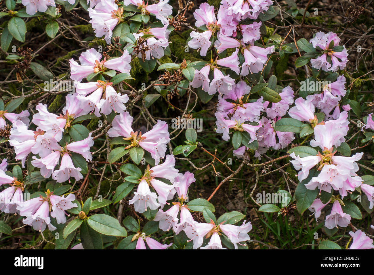 White and Pink Rhododendron Flowers Stock Photo - Alamy