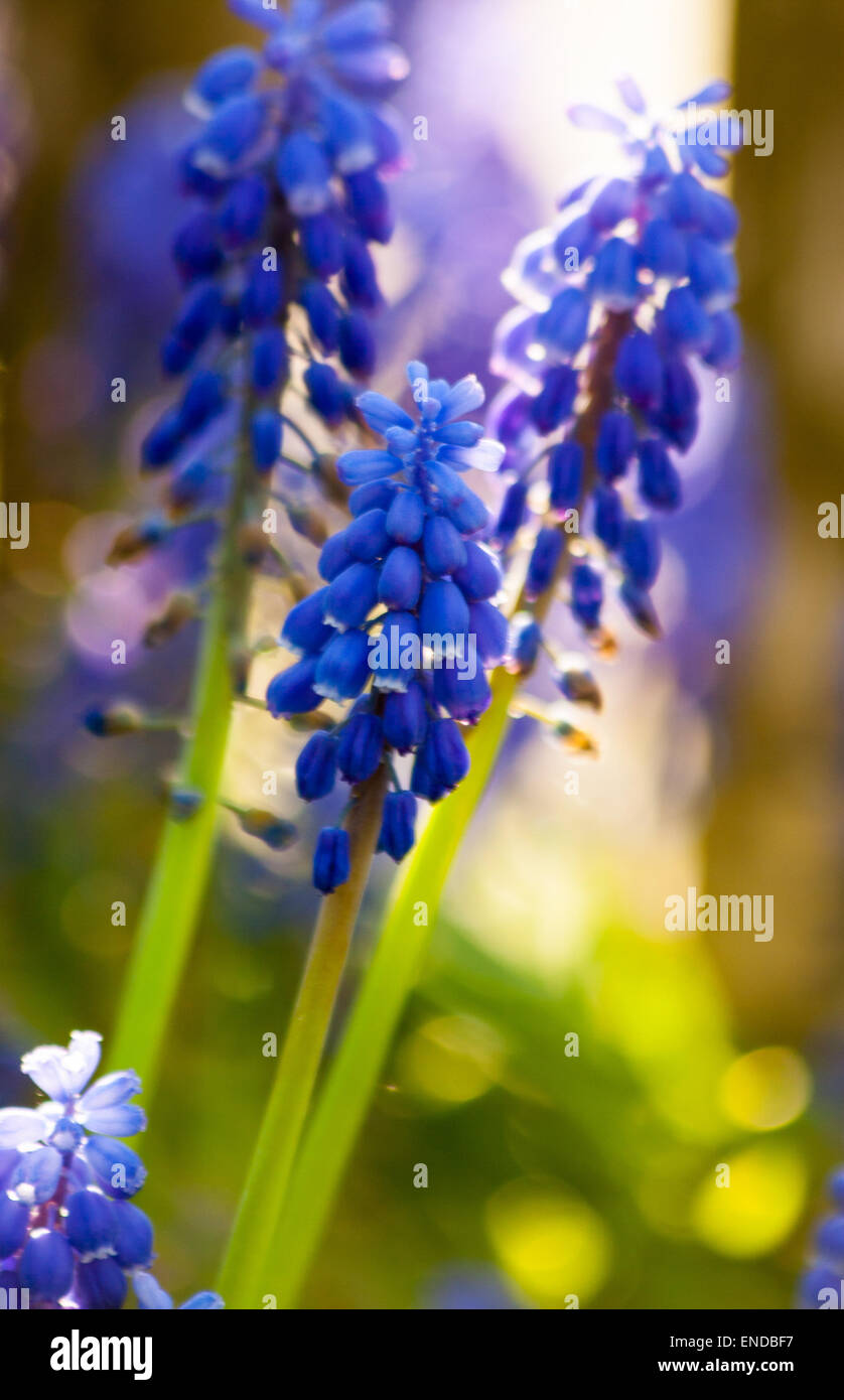 Blue purple grape hyacinths hi-res stock photography and images - Alamy