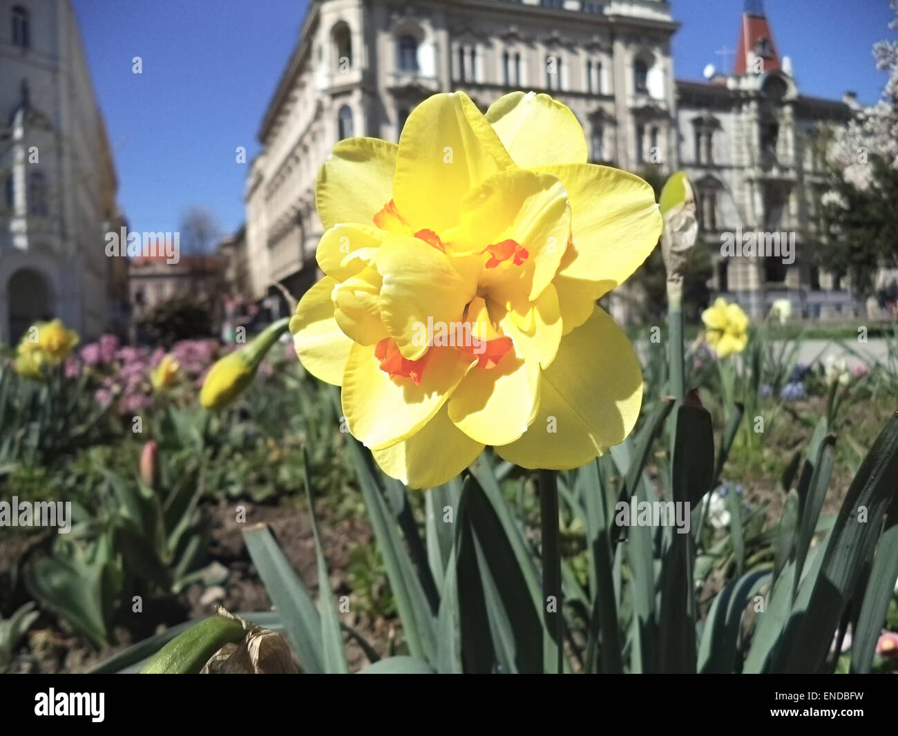 Green park flowers hi-res stock photography and images - Alamy