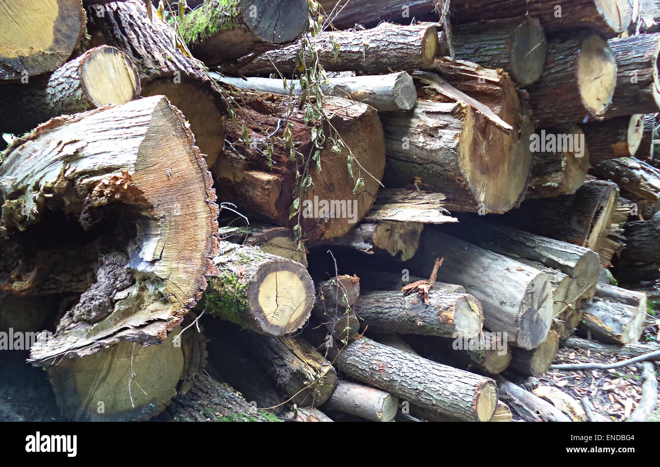 Cut wood in the forests Stock Photo - Alamy