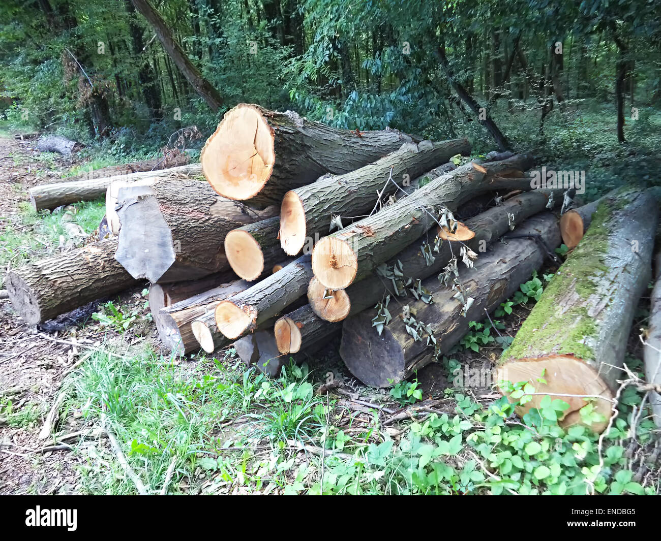 Cut wood in the forests Stock Photo - Alamy