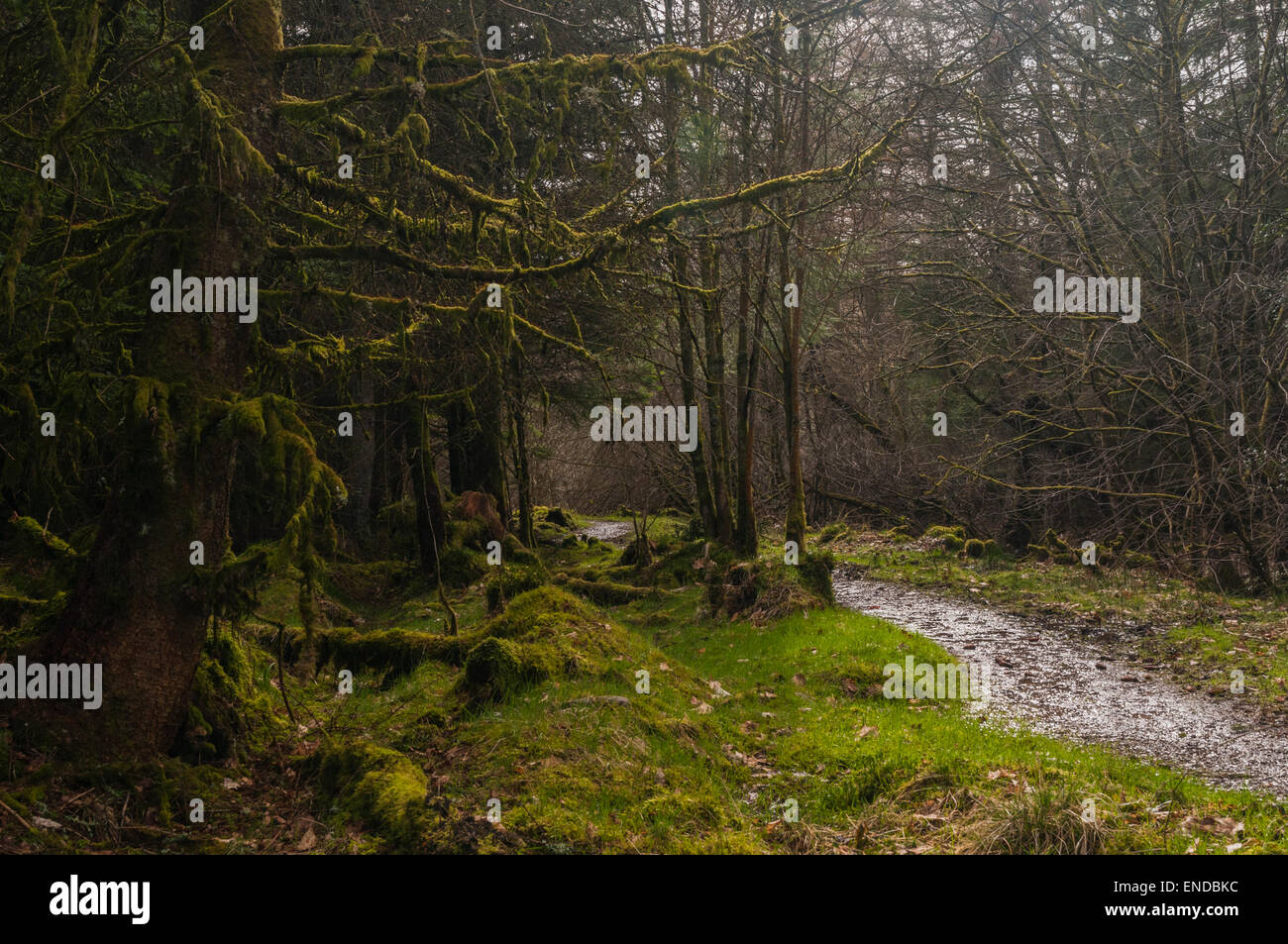 A trail through Gisburn Forest, Lancashire, England Stock Photo - Alamy