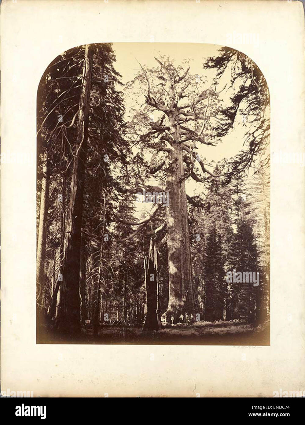 The Grizzly Giant is one of the largest and oldest sequoia trees in ...