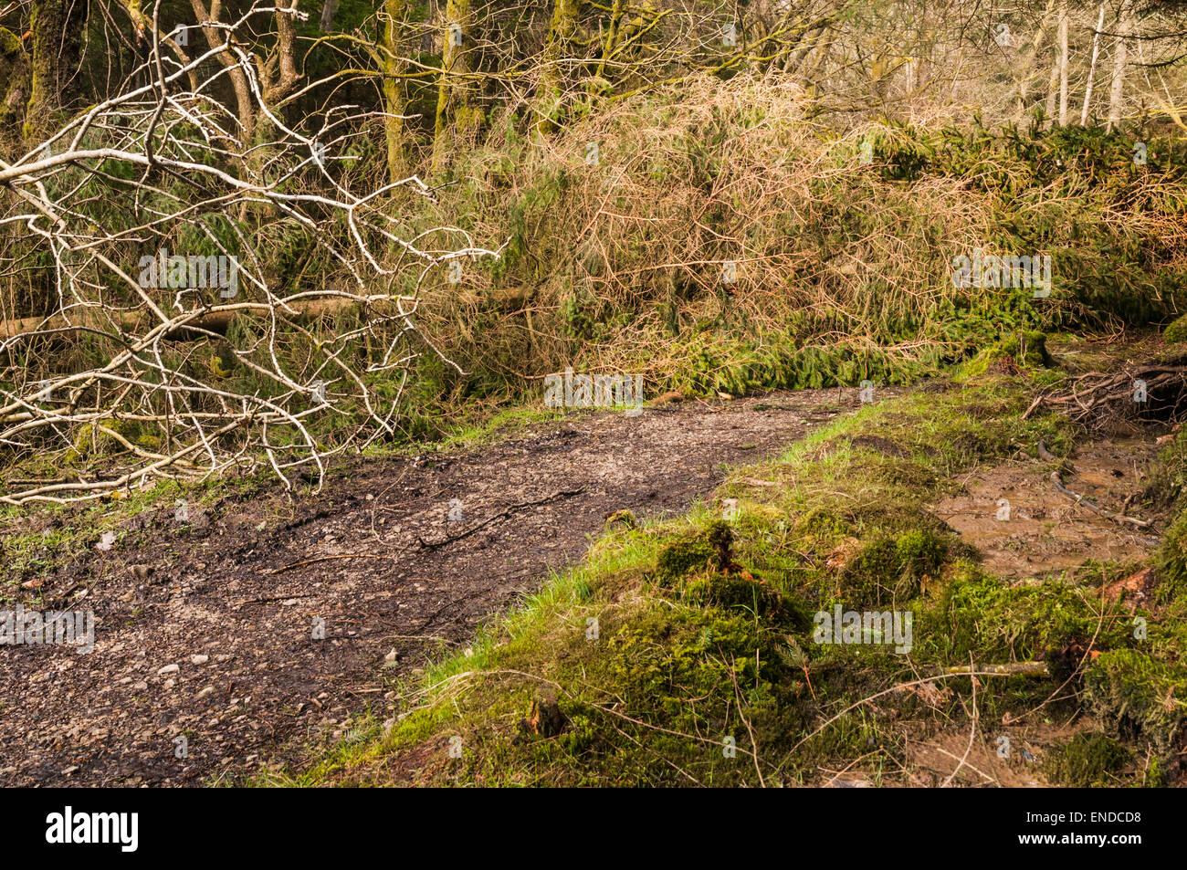 Track blocked by fallen tree hi-res stock photography and images - Alamy