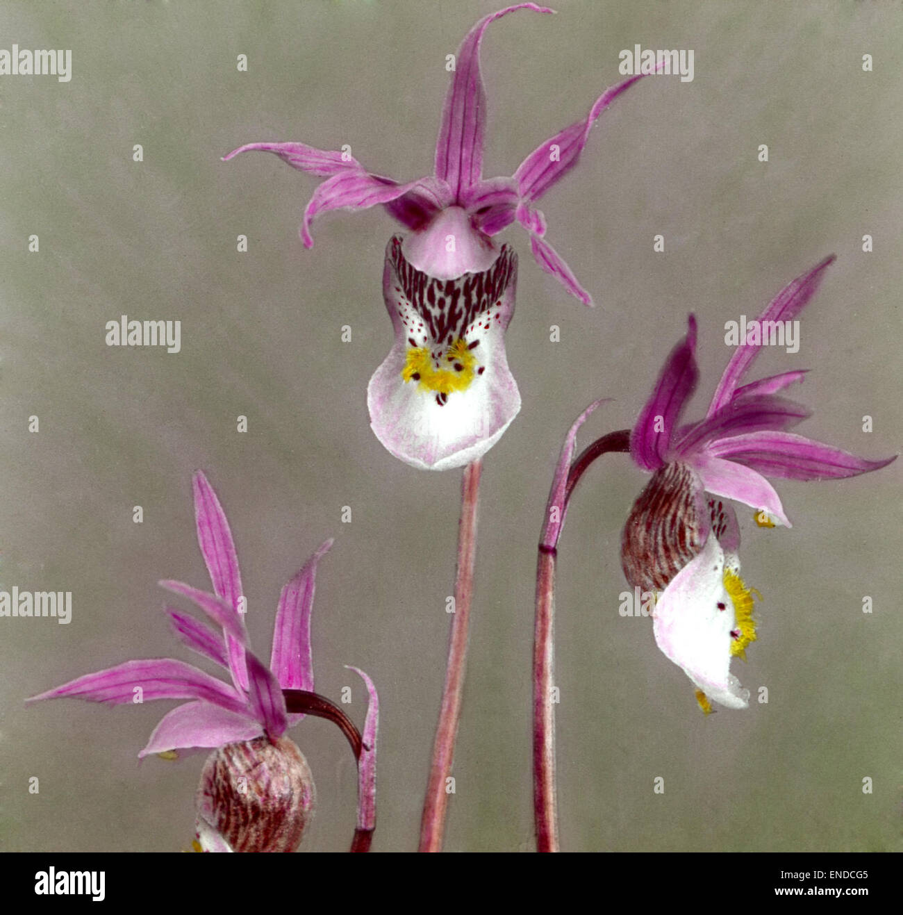 Ornithophilous flowers hi-res stock photography and images - Alamy