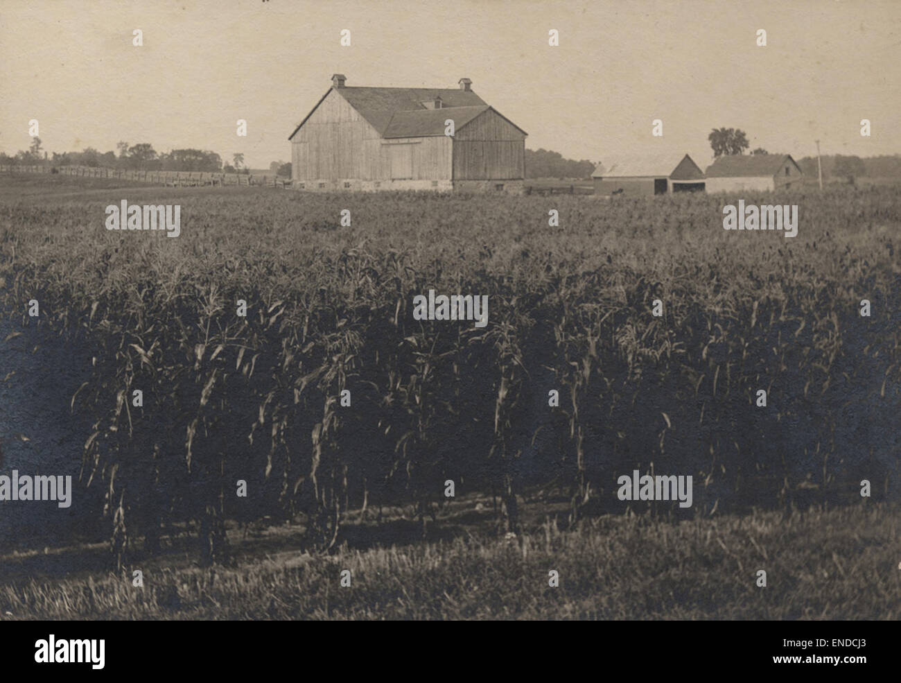 A rustic scene showing a corn field with a barn, reflecting the ...