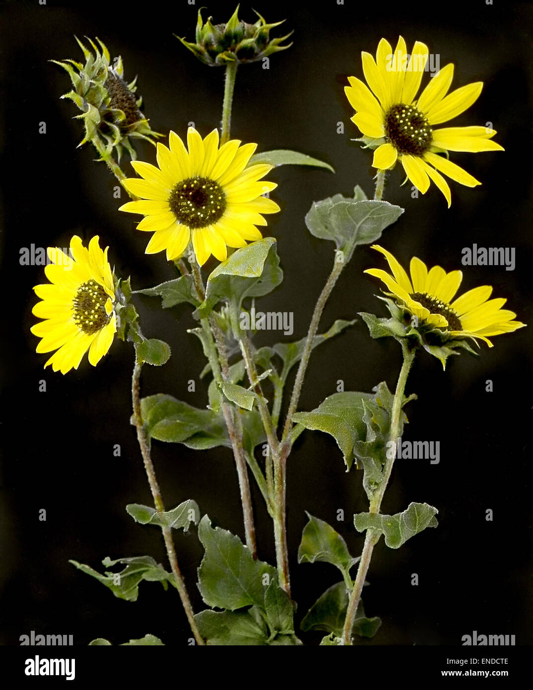 *Helianthus lenticularis*, also known as the Annual Wild Sunflower, is ...
