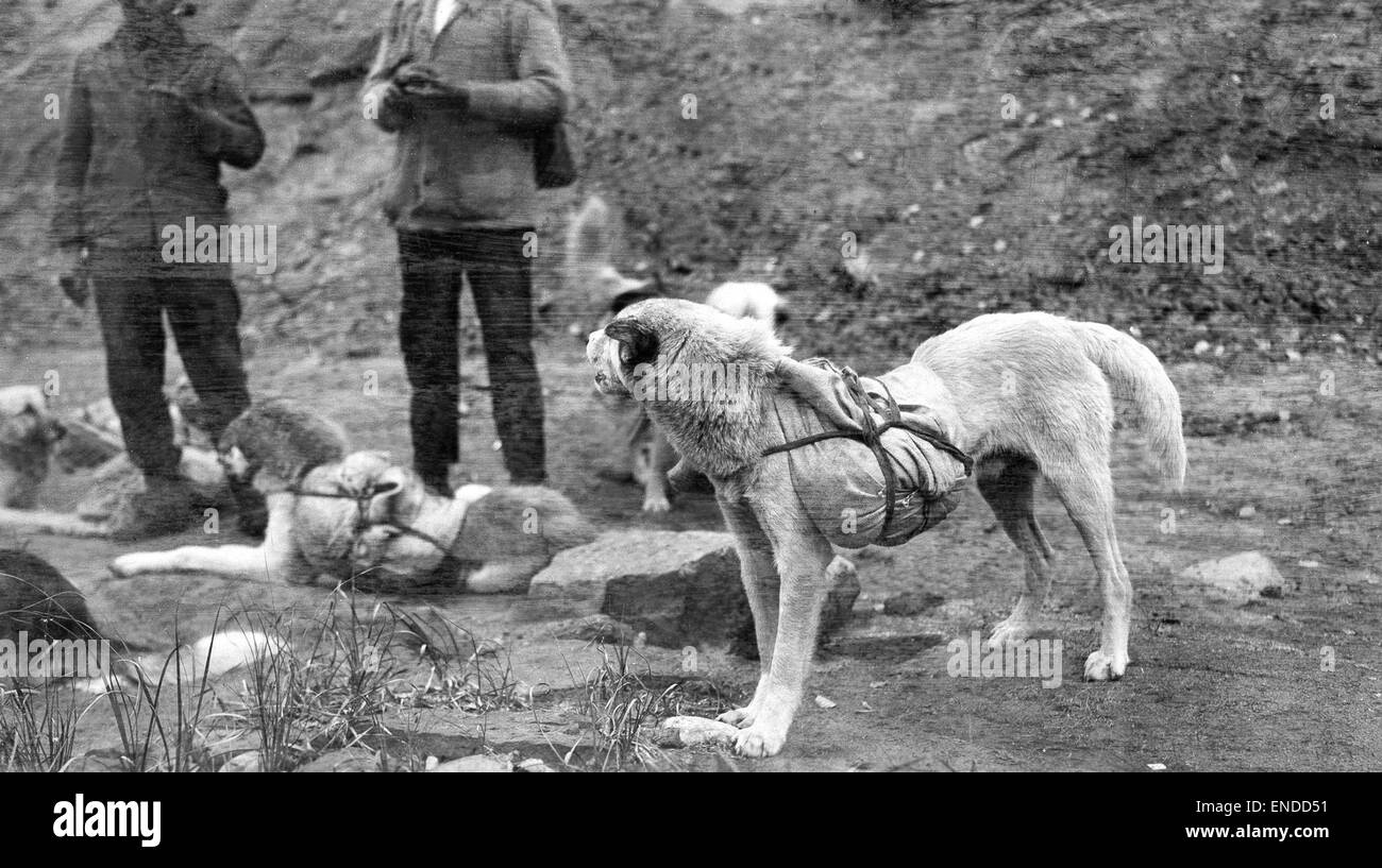 Animal tar Black and White Stock Photos & Images - Alamy