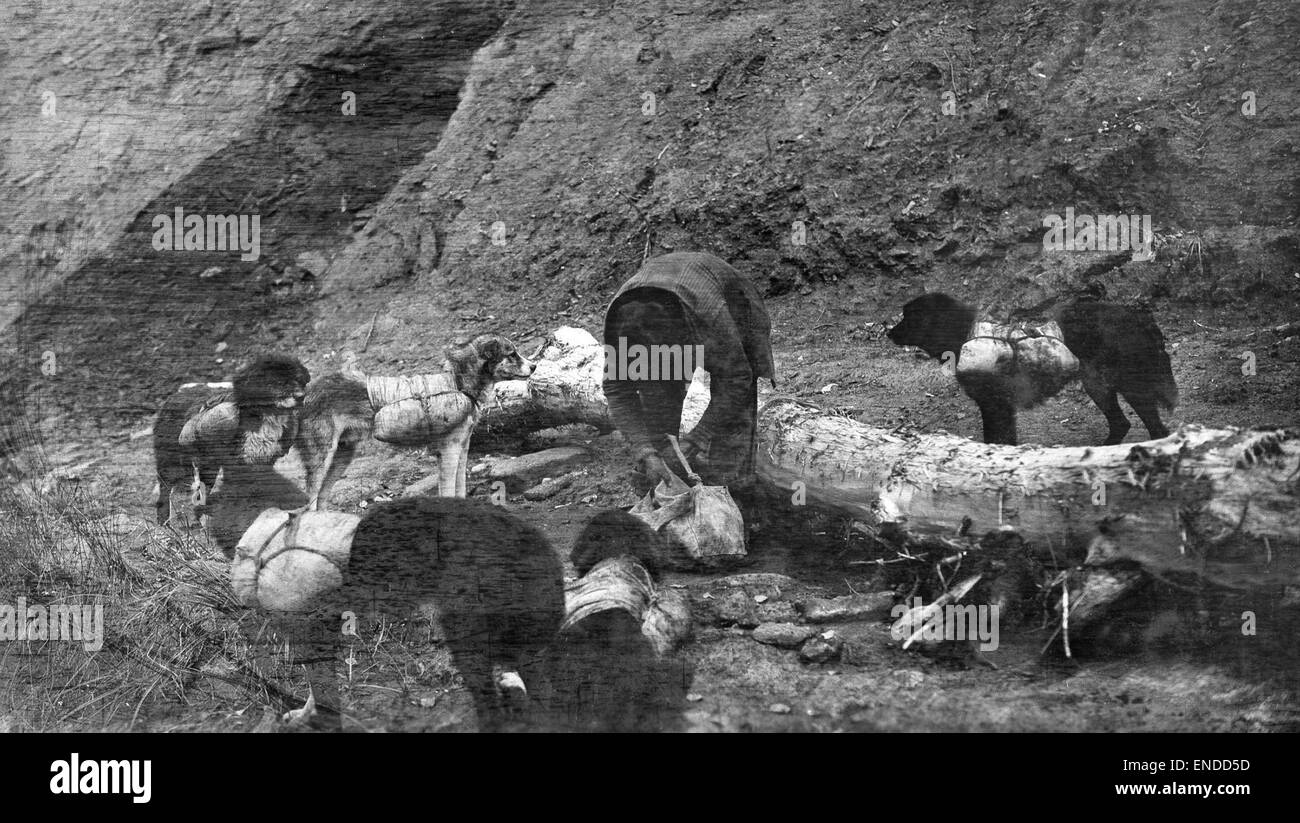 Packing animals Black and White Stock Photos & Images - Alamy