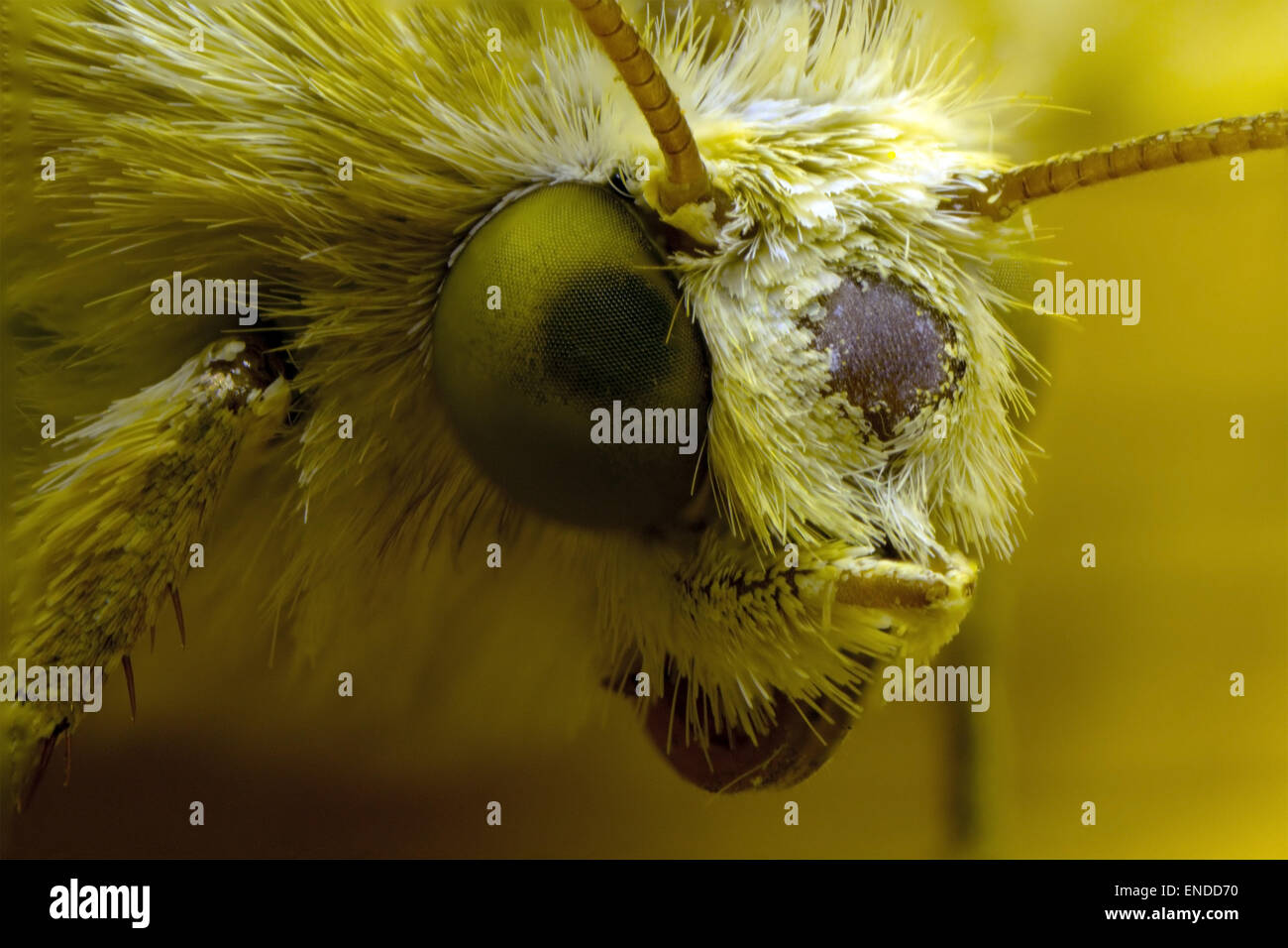 A stacked photo of a moth's head Stock Photo - Alamy