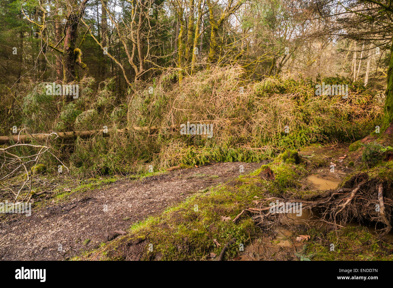 Track blocked by fallen tree hi-res stock photography and images - Alamy