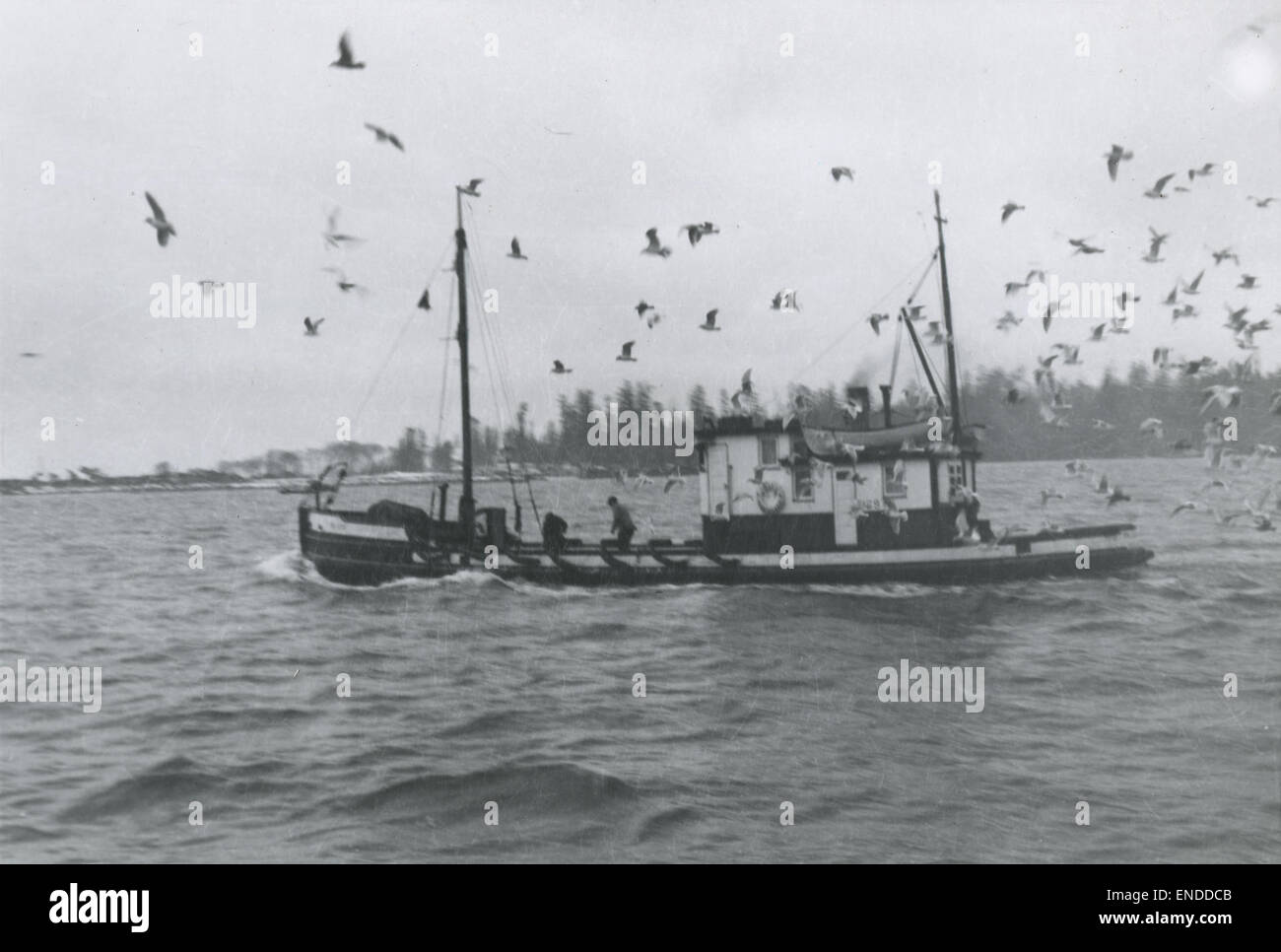 View of the Fir Leaf, a fish packer, loaded with herring View of the ...
