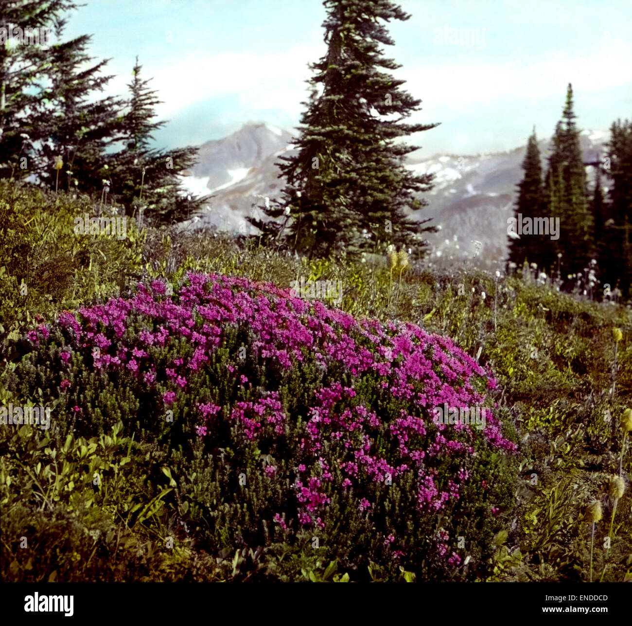 Formis hi-res stock photography and images - Alamy