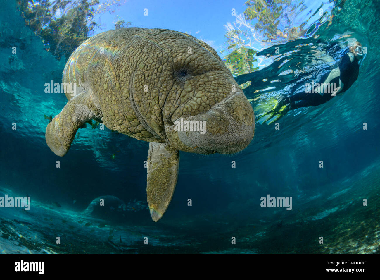 Trichechus manatus latirostris, West Indian manatees Sea Cow and scuba ...