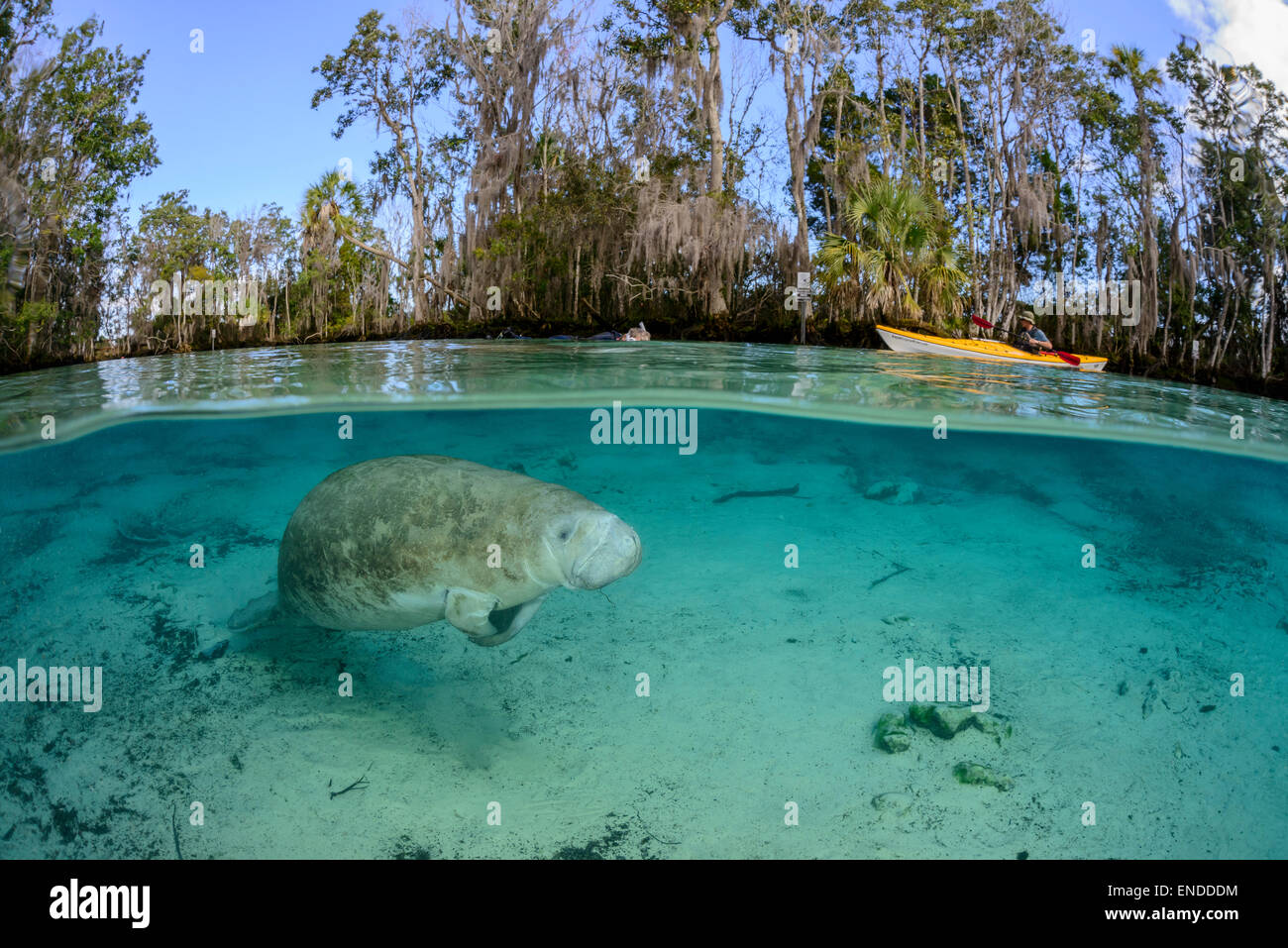 Trichechus manatus latirostris, West Indian or Florida manatee, Sea Cow ...