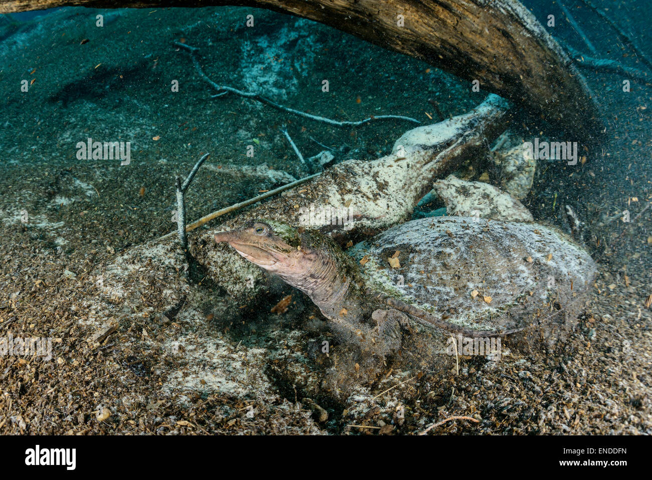 Apalone ferox, Florida softshell turtle, Three Sisters, Kings Bay ...
