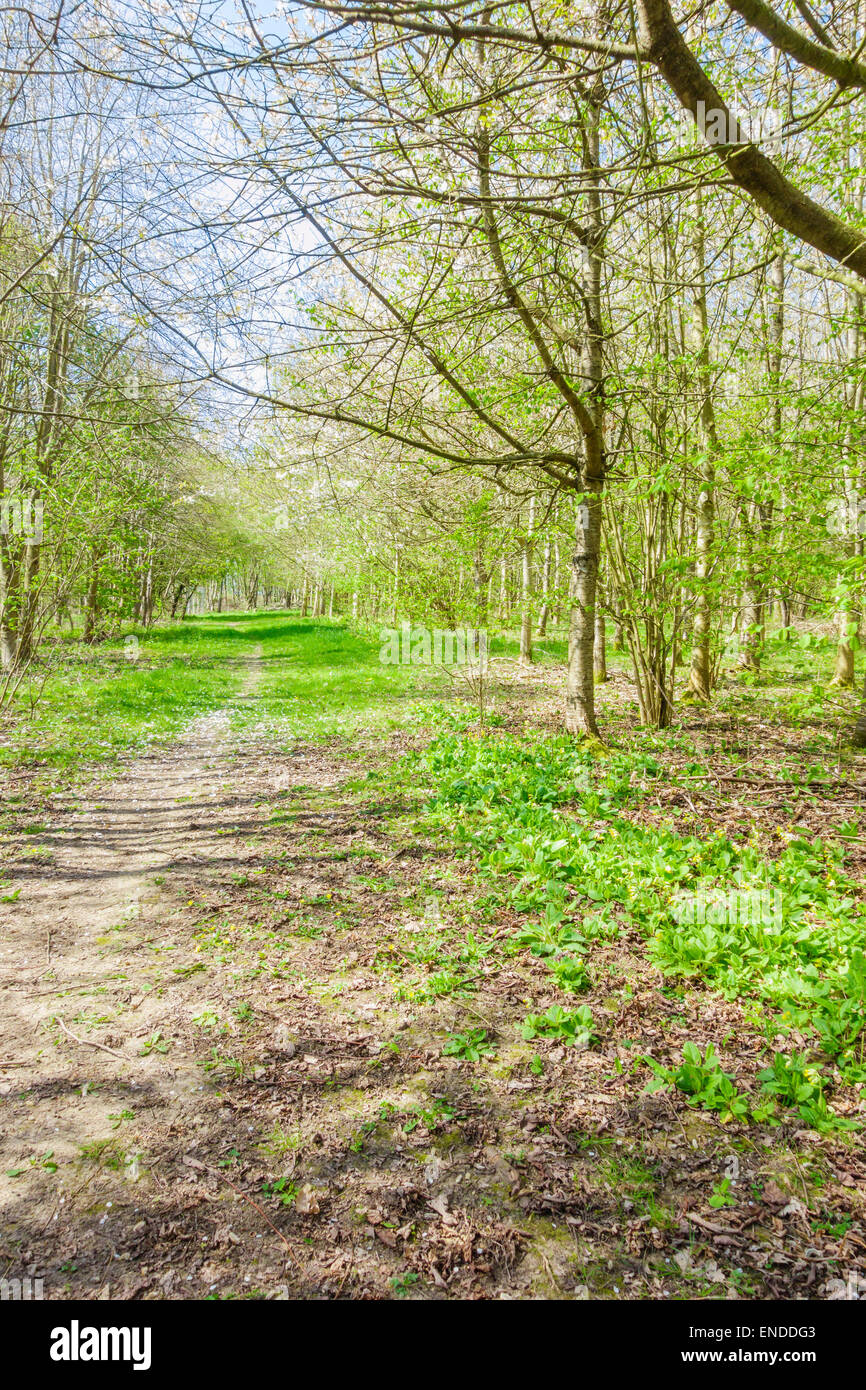 Hazel saplings nature conservation hi-res stock photography and images ...
