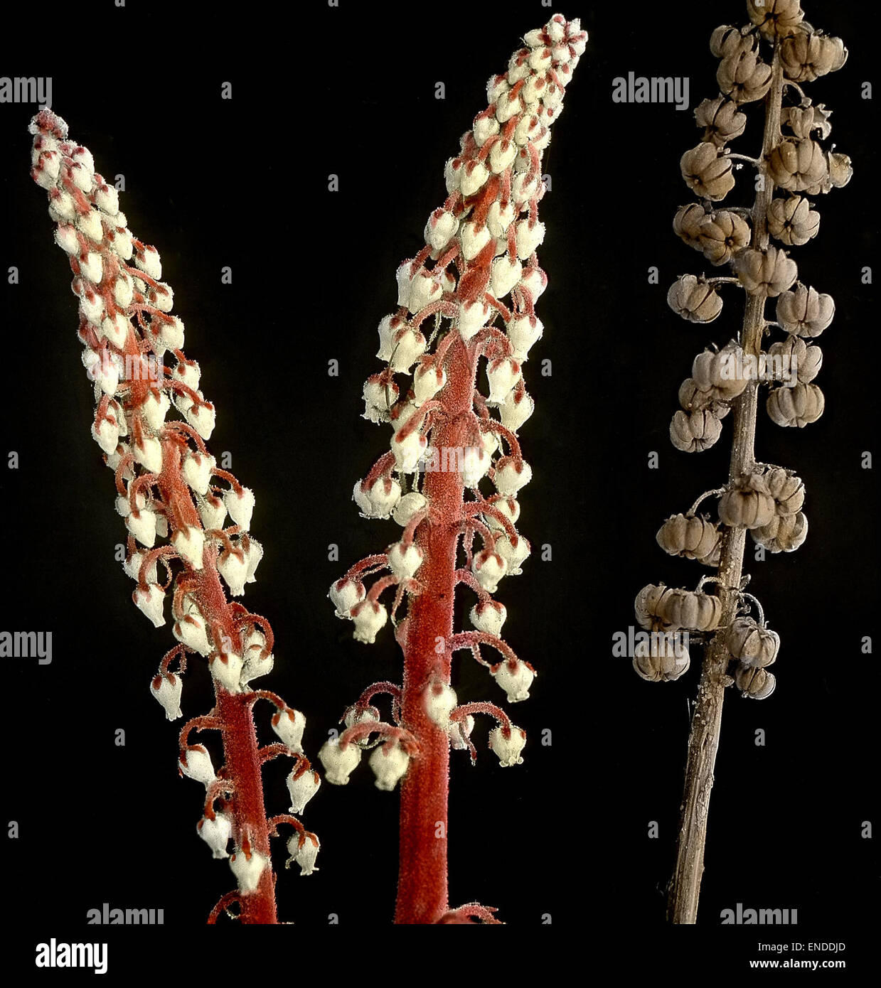 *Pterospora andromedea*, also known as Pine Drops, is a rare parasitic ...