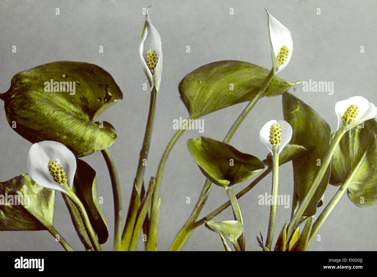 Notable botany hi-res stock photography and images - Alamy