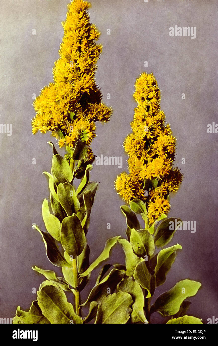 Goldenrod bright yellow native hi-res stock photography and images - Alamy