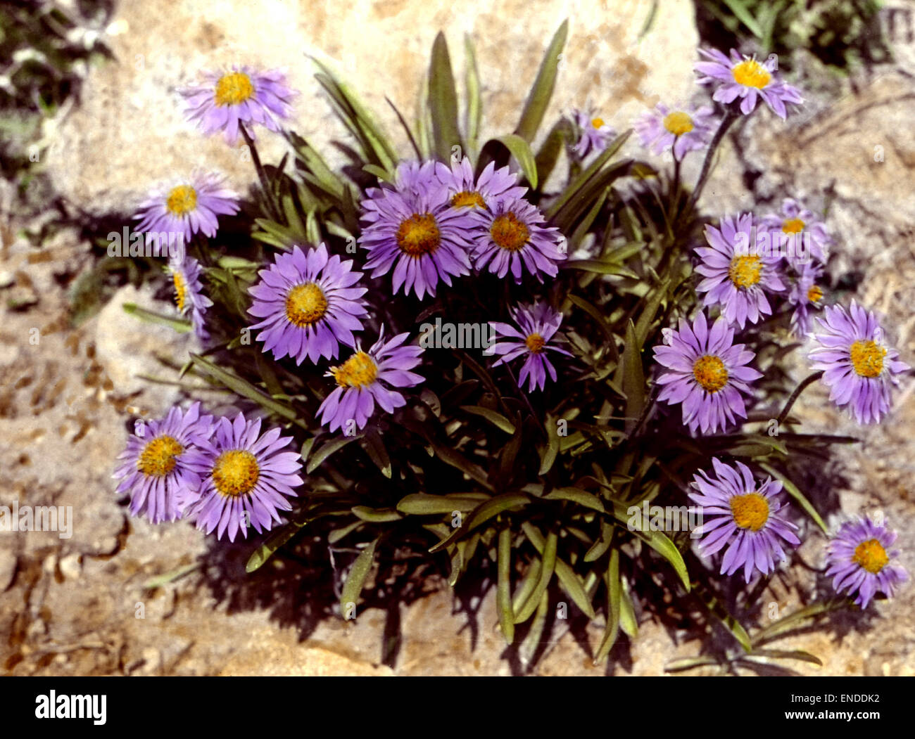 This image features the Aster alpigenus, a species of wildflower native ...