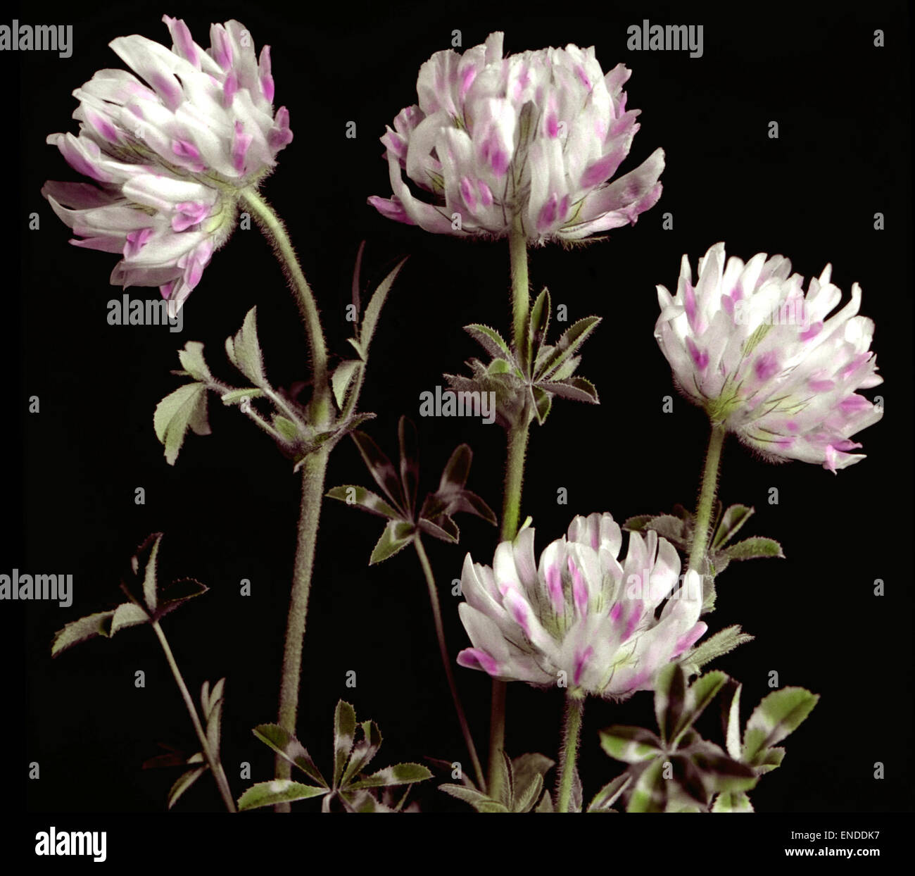 Trifolium macrocephalum, commonly known as the large-headed clover, is ...