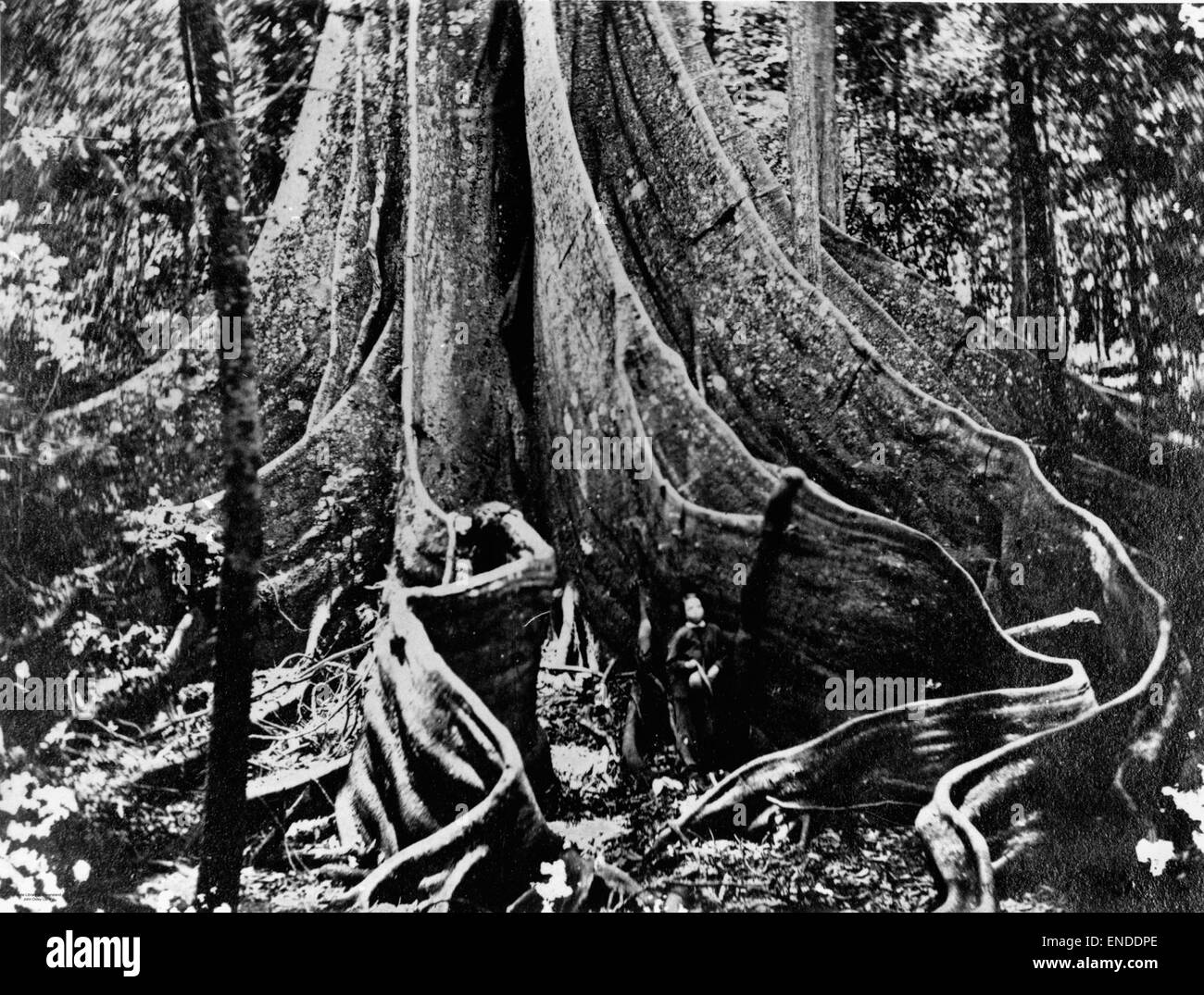 Tree gazing Black and White Stock Photos & Images - Alamy